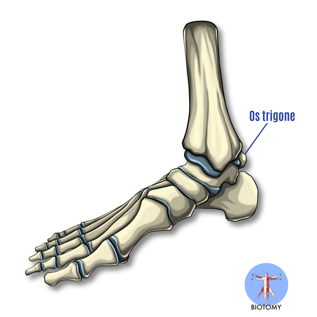 Apprendre l'anatomie du squelette | Les types d'os – Biotomy