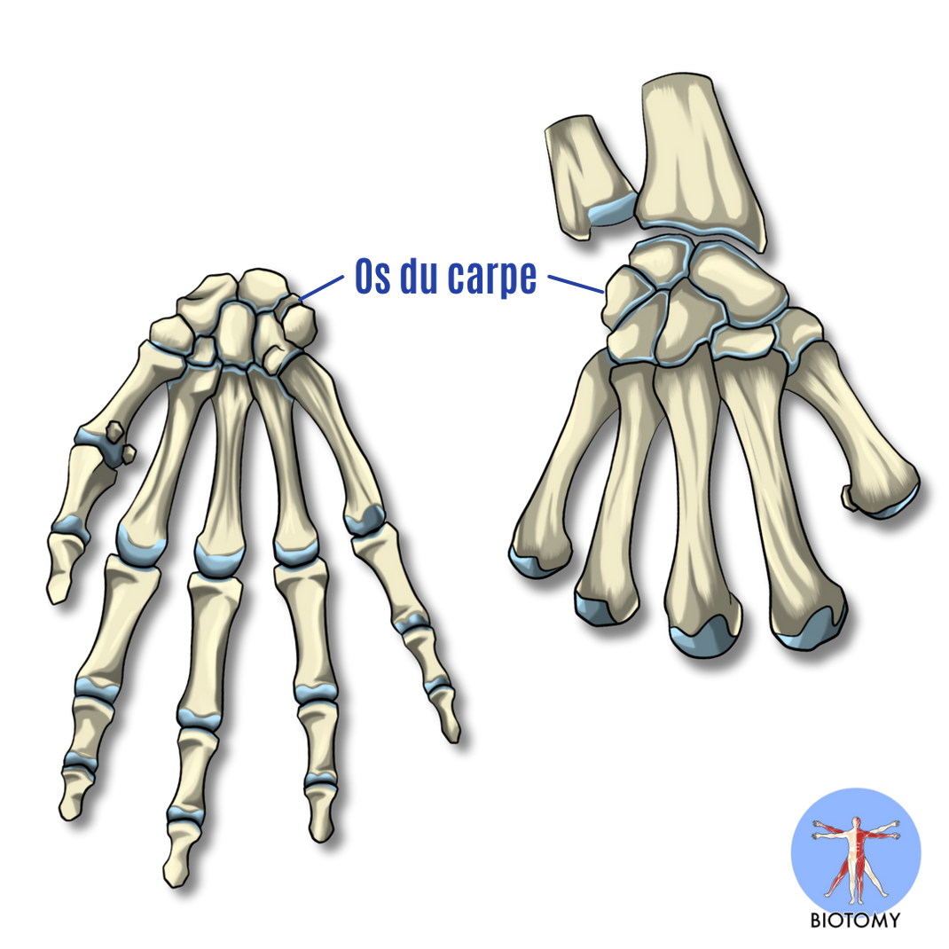Apprendre l'anatomie du squelette | Les types d'os – Biotomy
