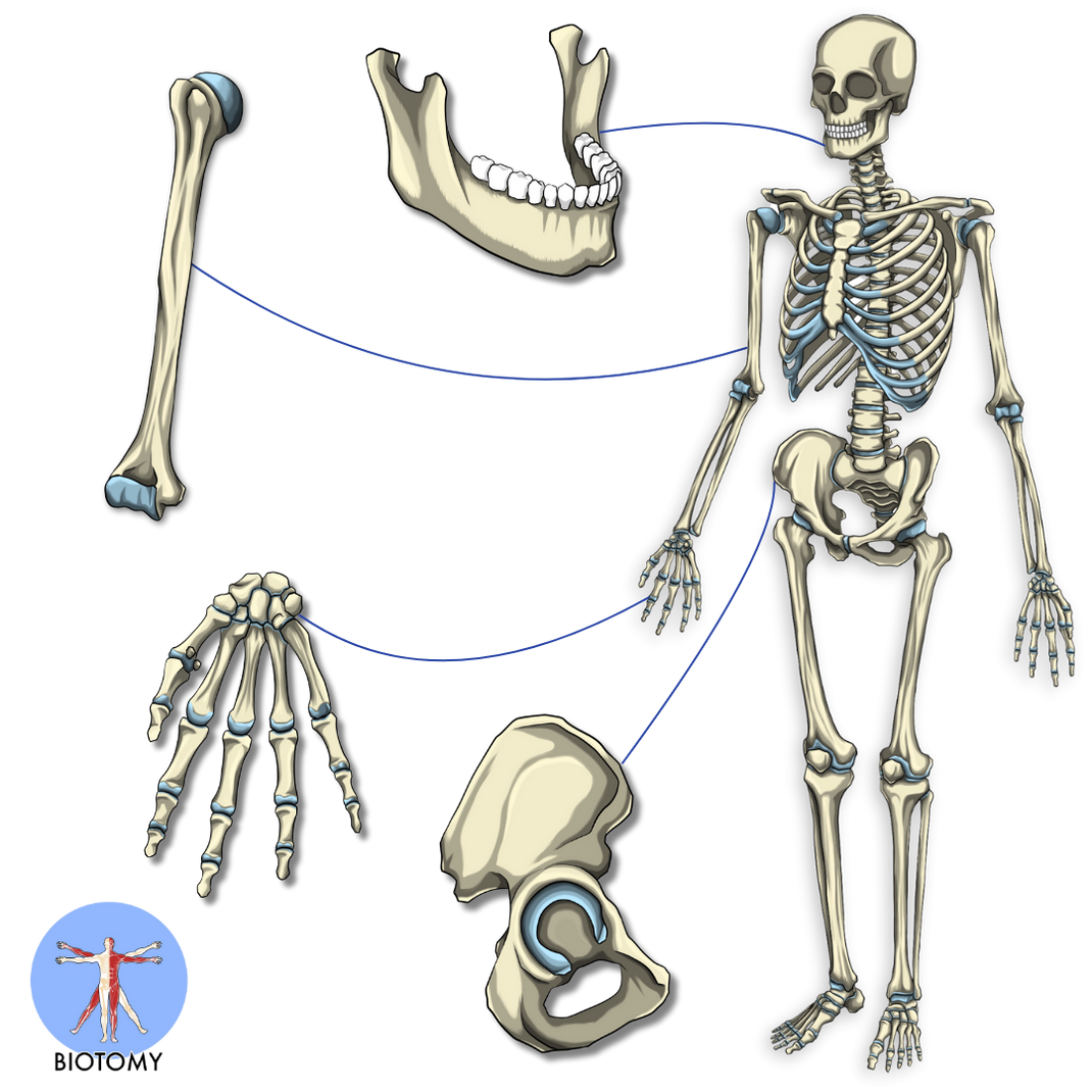 Apprendre l'anatomie du squelette | Les types d'os – Biotomy