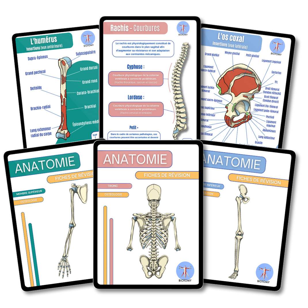 Apprendre l'anatomie du squelette | Les types d'os – Biotomy