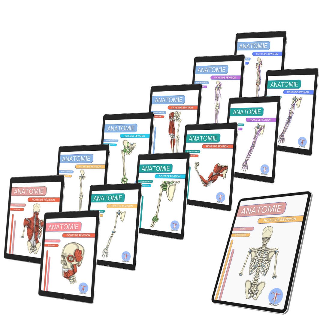 Apprendre l'anatomie du squelette | Les types d'os – Biotomy