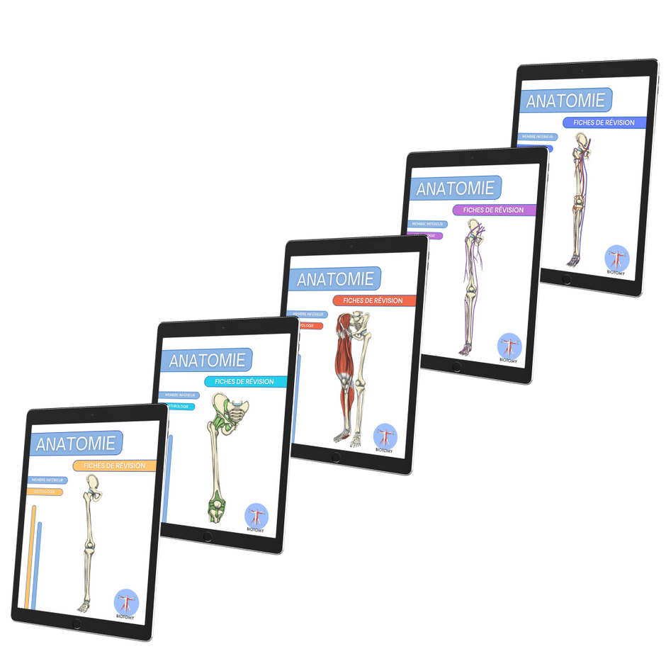 Apprendre l'anatomie du squelette | Les types d'os – Biotomy