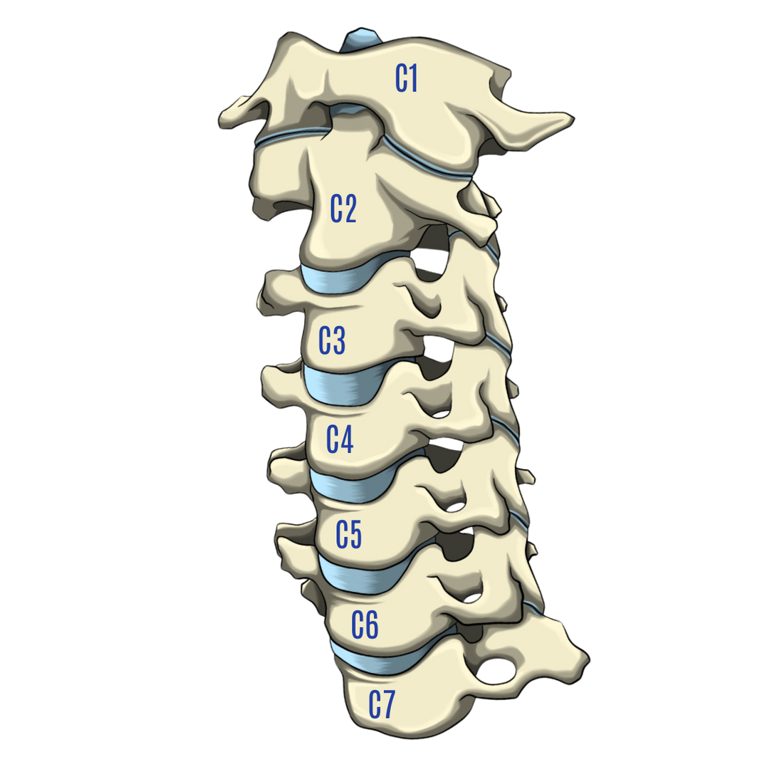 Anatomie du rachis cervical | Guide complet de la colonne vertébrale ...